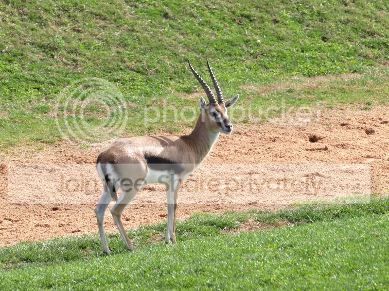 Zoos del Mundo - Gacelas (Gazella spp.) - Fotografia