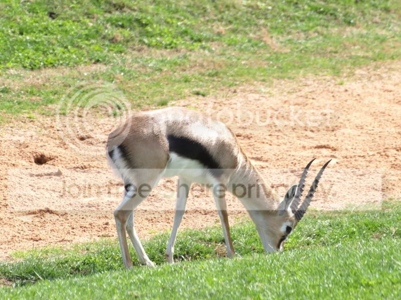 Zoos del Mundo - Gacelas (Gazella spp.) - Fotografia