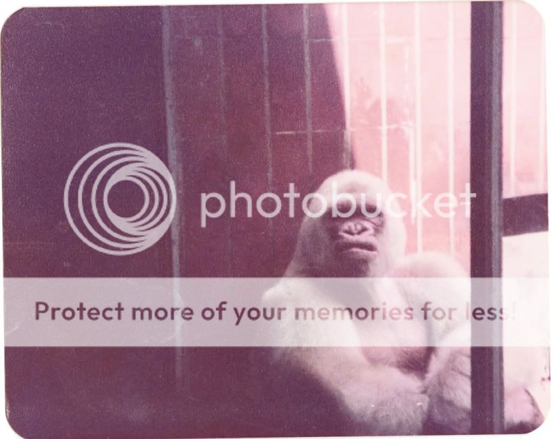 Zoos del Mundo - En memoria de Copito de nieve (noticias, fotos, etc ...